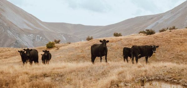 Try One of These 7 Cattle Drive Vacations - Scenic States