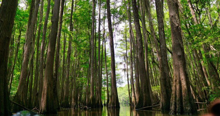 Caddo Lake: Here's What You Need to Know - Scenic States