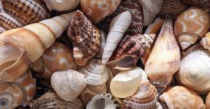 Sanibel Island Shells Guide: Finding the Best Seashells - Scenic States