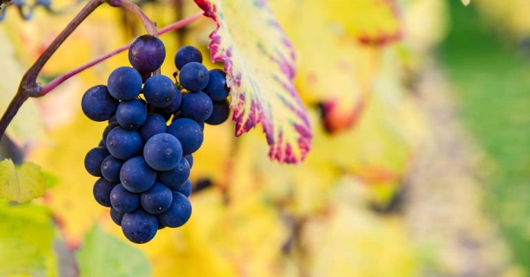 5 Kansas Wineries and Vineyards That Can't Be Missed - Scenic States