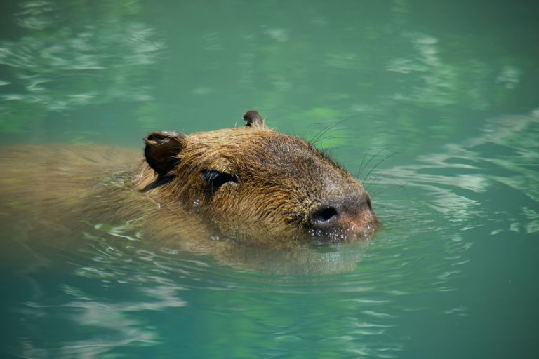 5 Zoos with Capybaras to See Them Up Close - Scenic States