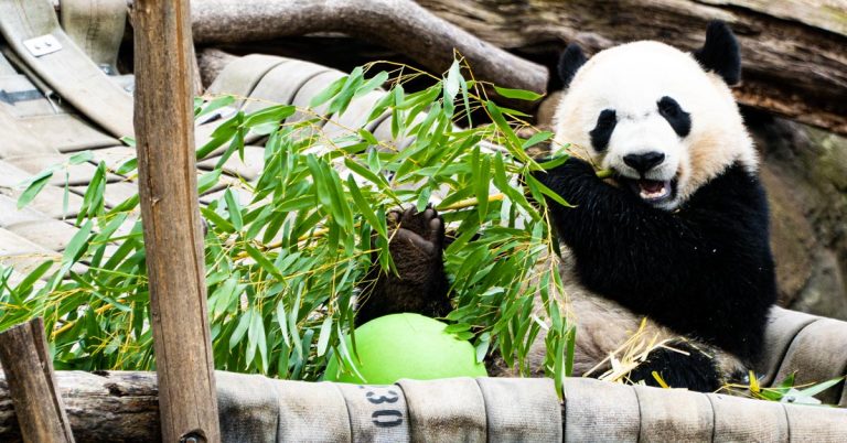 The 2 US Zoos Where You Can Still See Pandas - Scenic States
