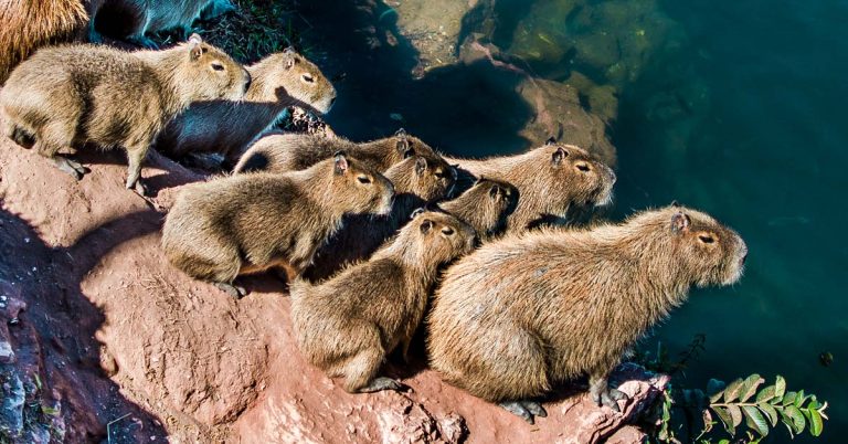 5 Zoos with Capybaras to See Them Up Close - Scenic States