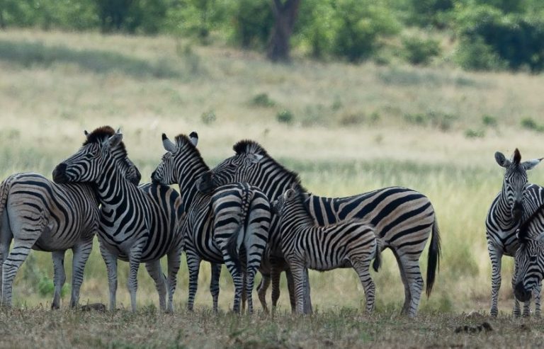 4 Zoos with Zebras that Offer Unique Experiences - Scenic States