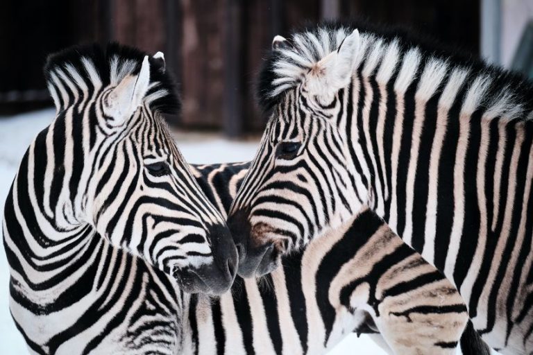 4 Zoos with Zebras that Offer Unique Experiences - Scenic States