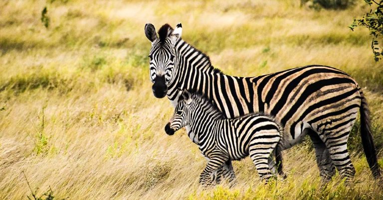 4 Zoos with Zebras that Offer Unique Experiences - Scenic States