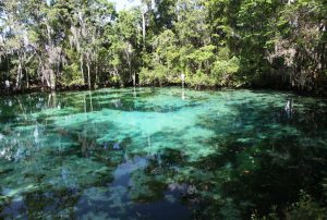 8 Crystal-Clear Natural Springs in Florida - Scenic States