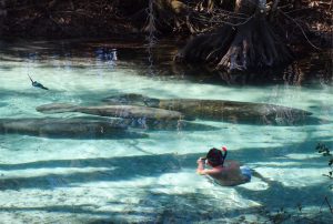 8 Crystal-Clear Natural Springs in Florida - Scenic States