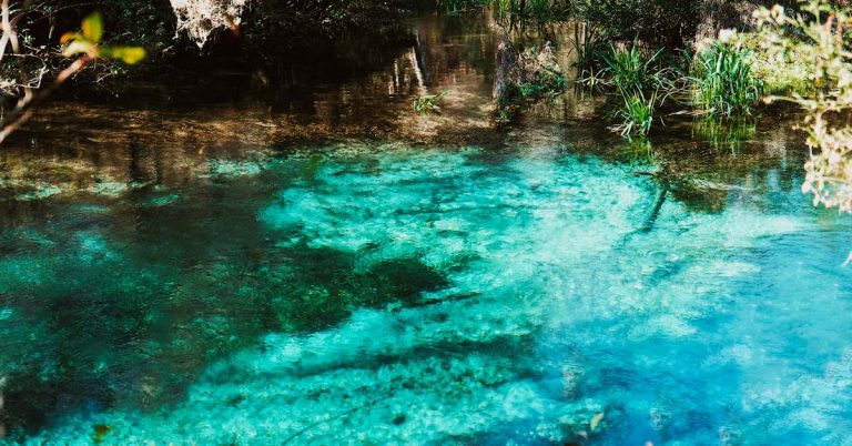 8 Crystal-Clear Natural Springs in Florida - Scenic States