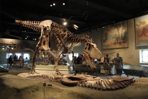 8 Best Natural History Museums in the US with Awesome Artifacts ...