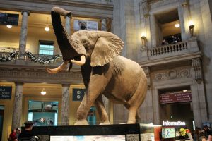 8 Best Natural History Museums in the US with Awesome Artifacts ...