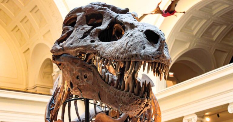 8 Best Natural History Museums in the US with Awesome Artifacts ...