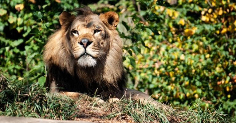 25 Absolutely Free Zoos in the US You Can Visit - Scenic States